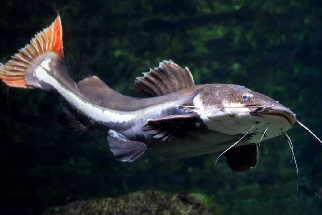 Piscicultura Santo Antônio | Peixes Adultos e Alevinos